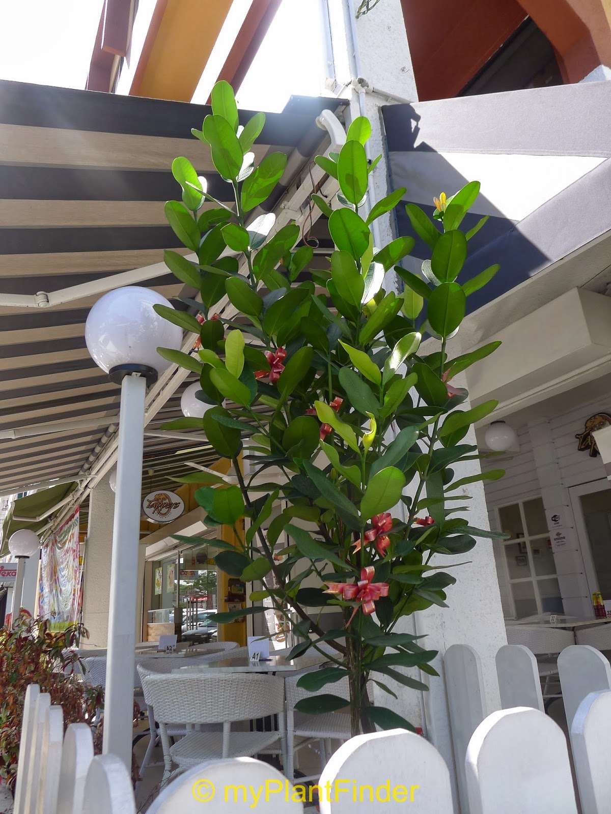 MY PLANT FINDER | Plant Guide: Garcinia subelliptica