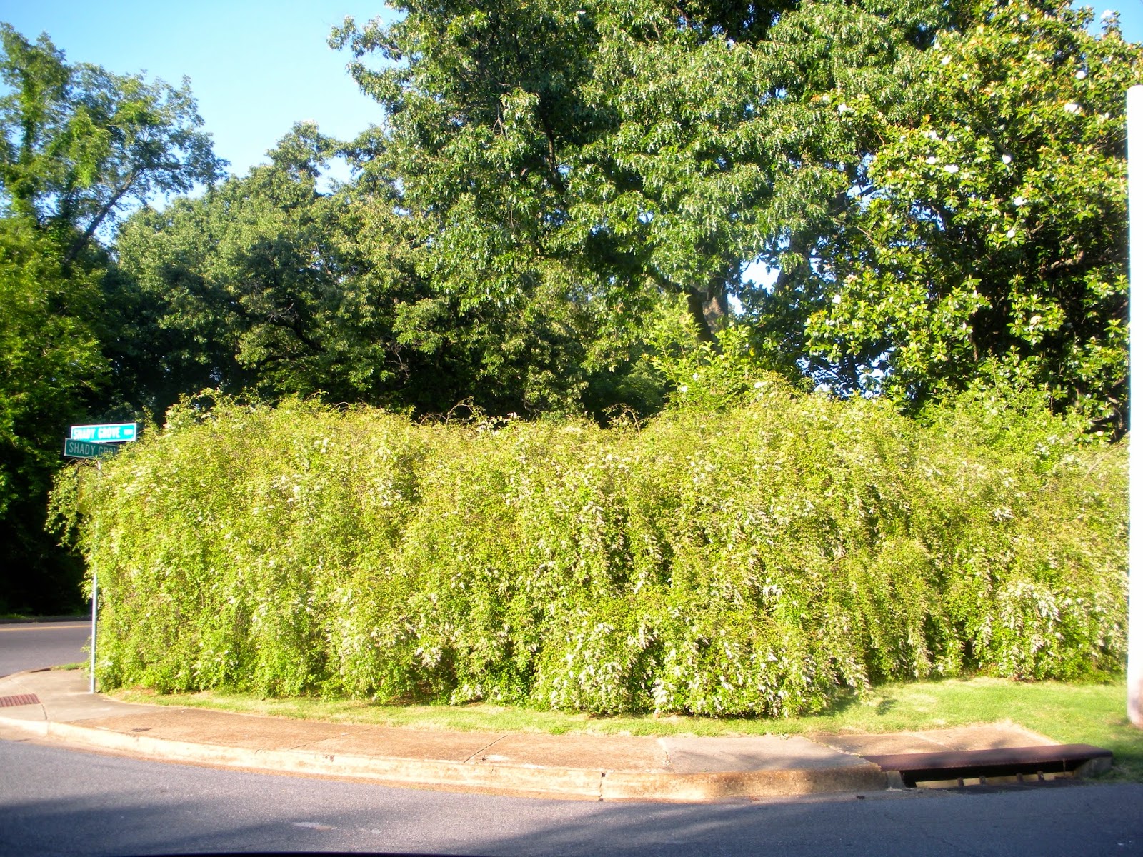 Memphis Trees: The Murder of the Regal Privet