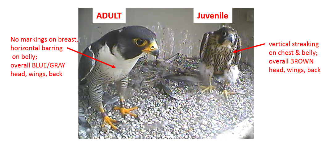 Columbus Peregrine Falcon Update: June 2016