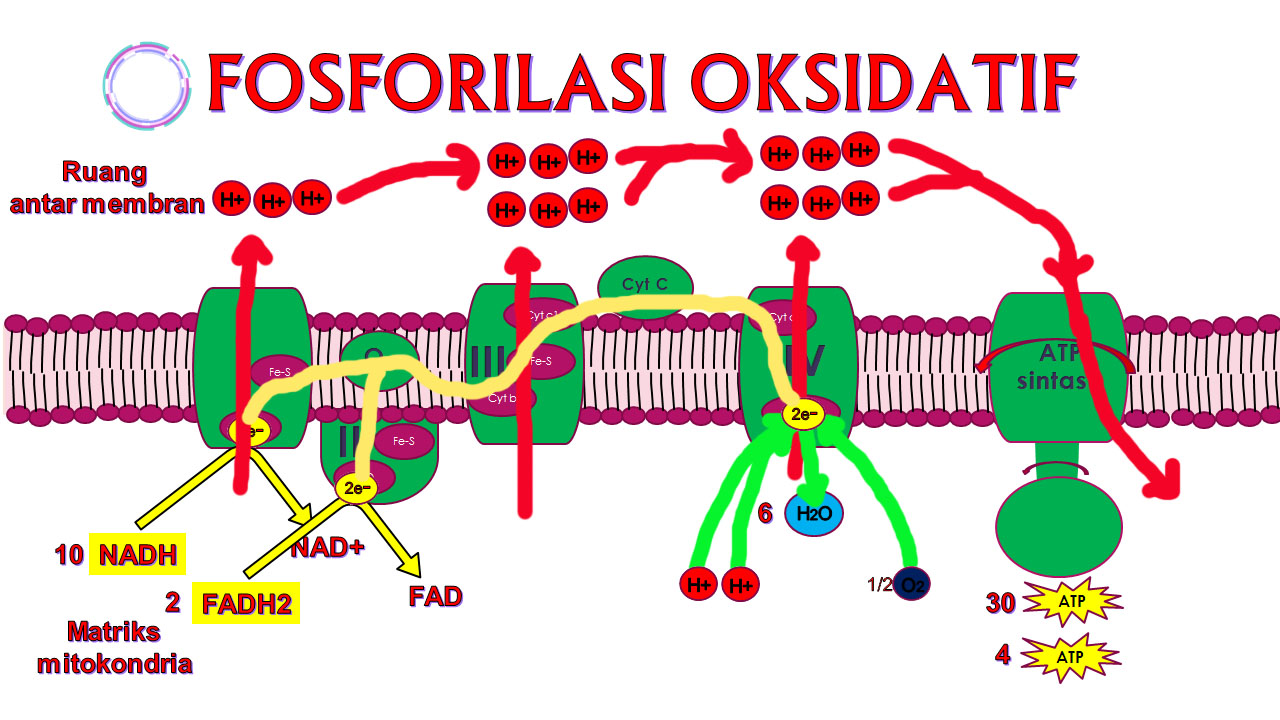 BIOLOGI ASYIK: RESPIRASI AEROB : FOSFORILASI OKSIDATIF