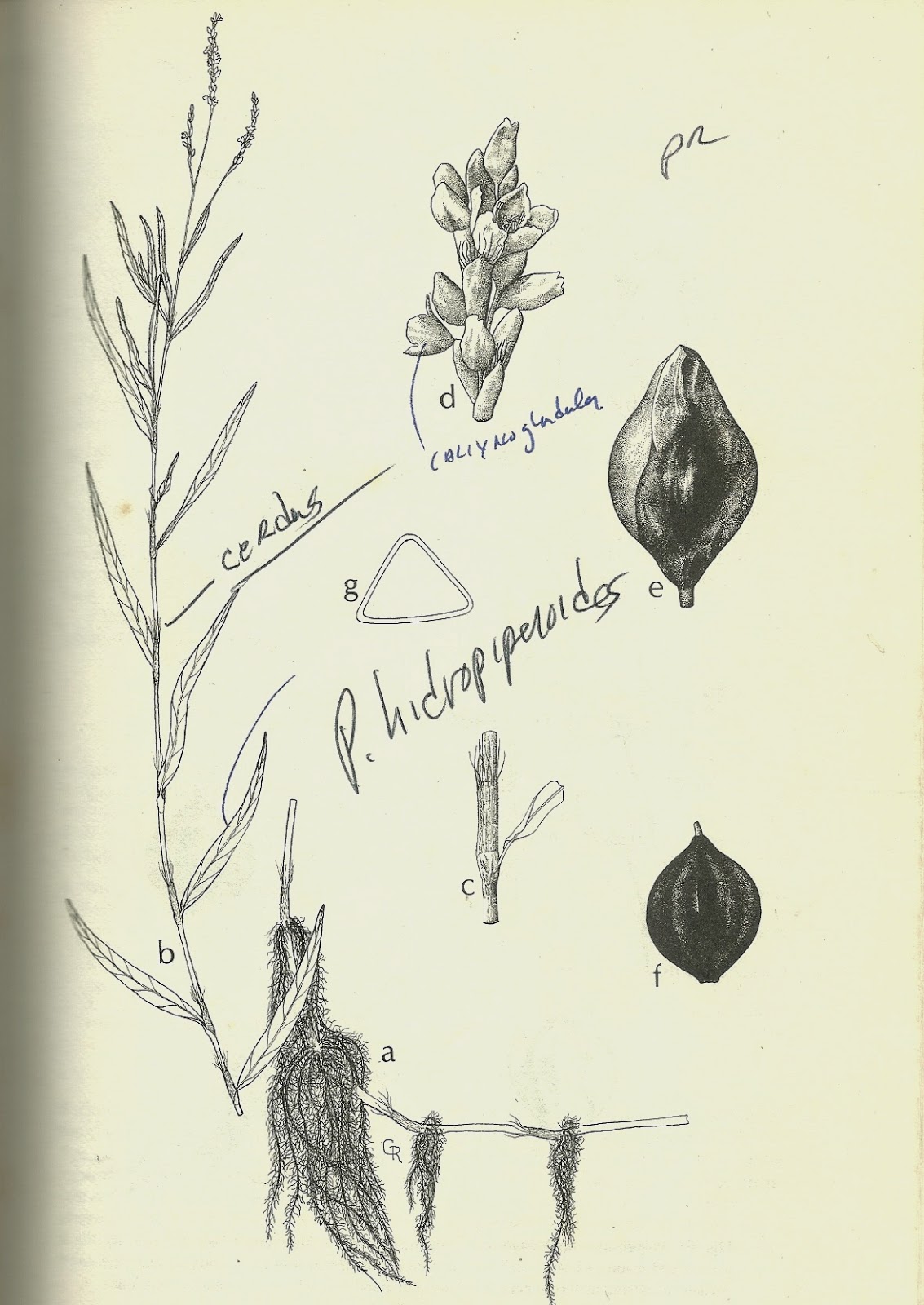 Flora de Puerto Rico Ilustrada Papo Vives: POLYGONACEAE PERSICARIA ...