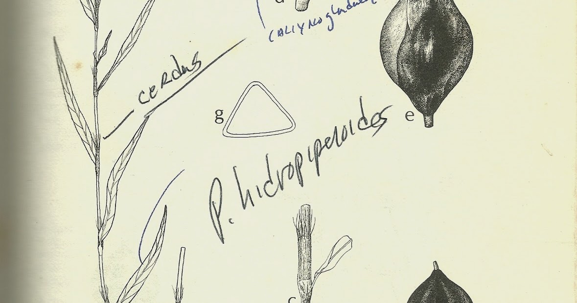 Flora de Puerto Rico Ilustrada Papo Vives: POLYGONACEAE PERSICARIA ...