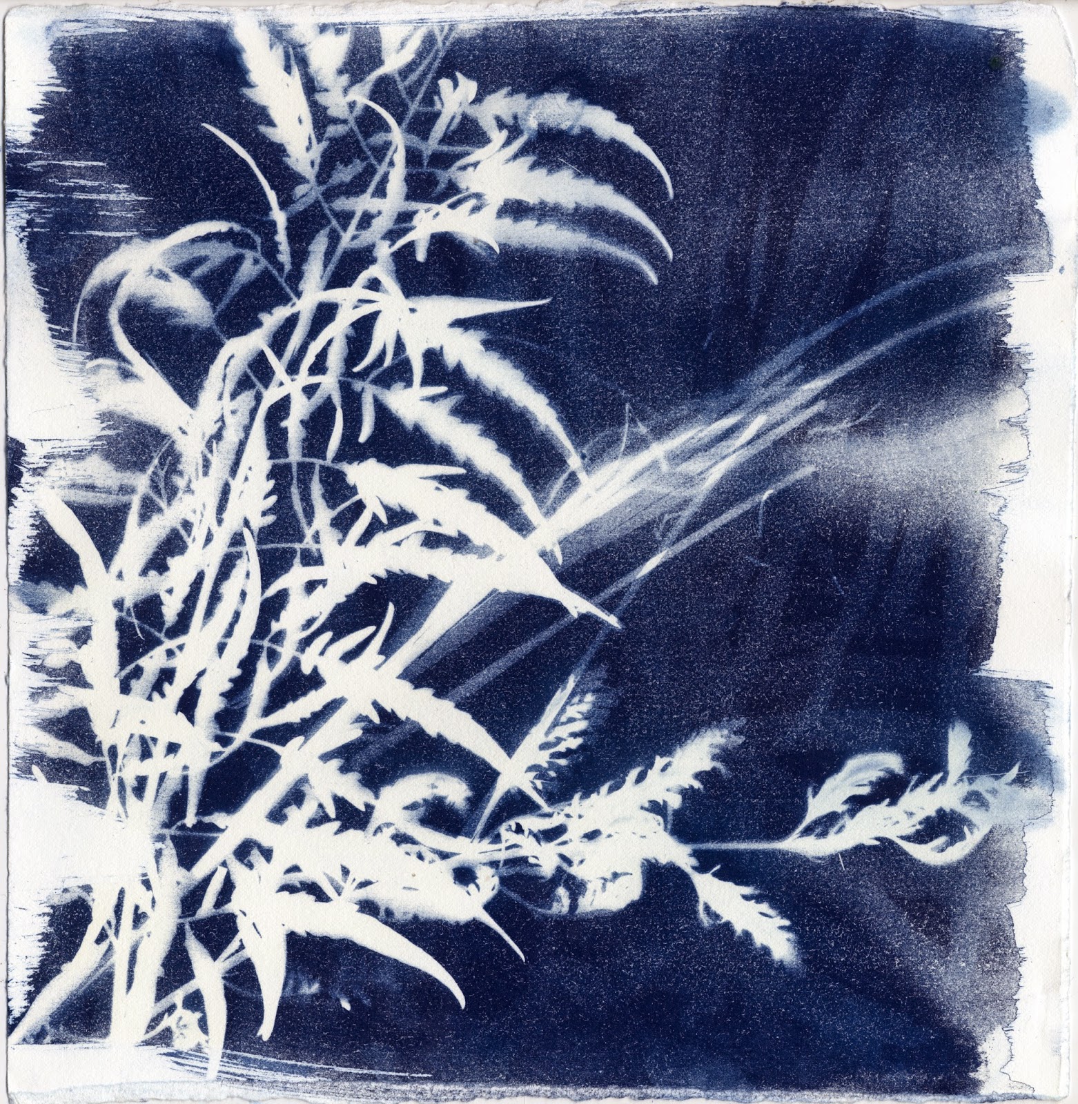 ms. c the art teacher: Cyanotypes Round 2 and beyond