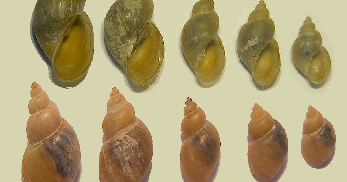 Freshwater Gastropods of North America: Exactly 3ish American Galba