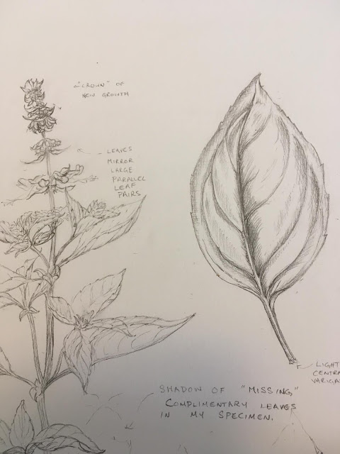 Step by step developement of my Basil Plant study