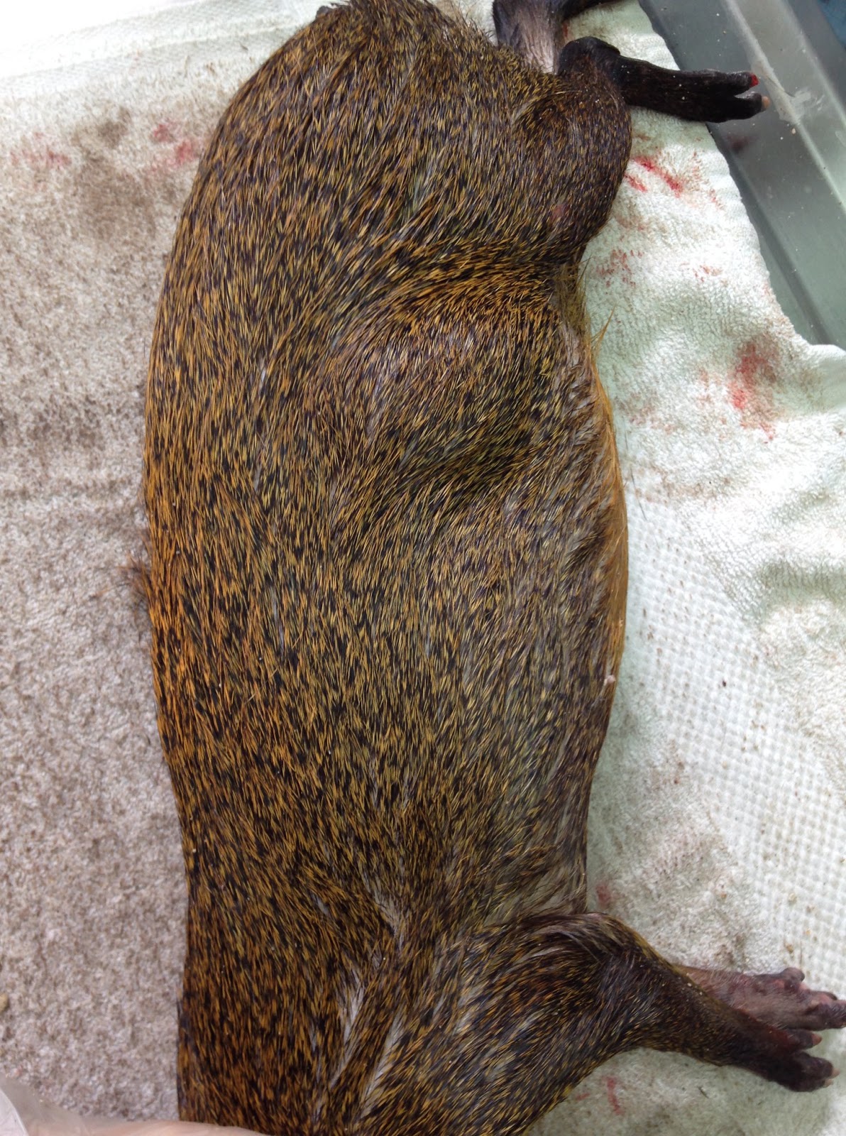 EXZOÓTICOS: Lipoma en una cotuza (Dasyprocta punctata)