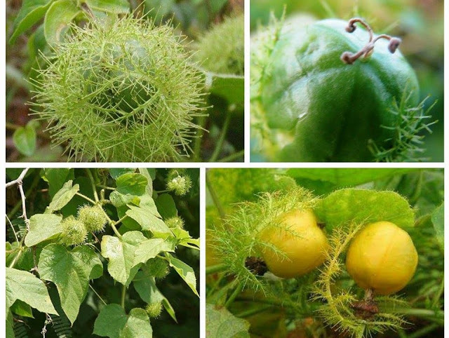 21 Khasiat Pokok Letup-Letup Atau Pokok Ulat Bulu Yang Tidak Ramai ...