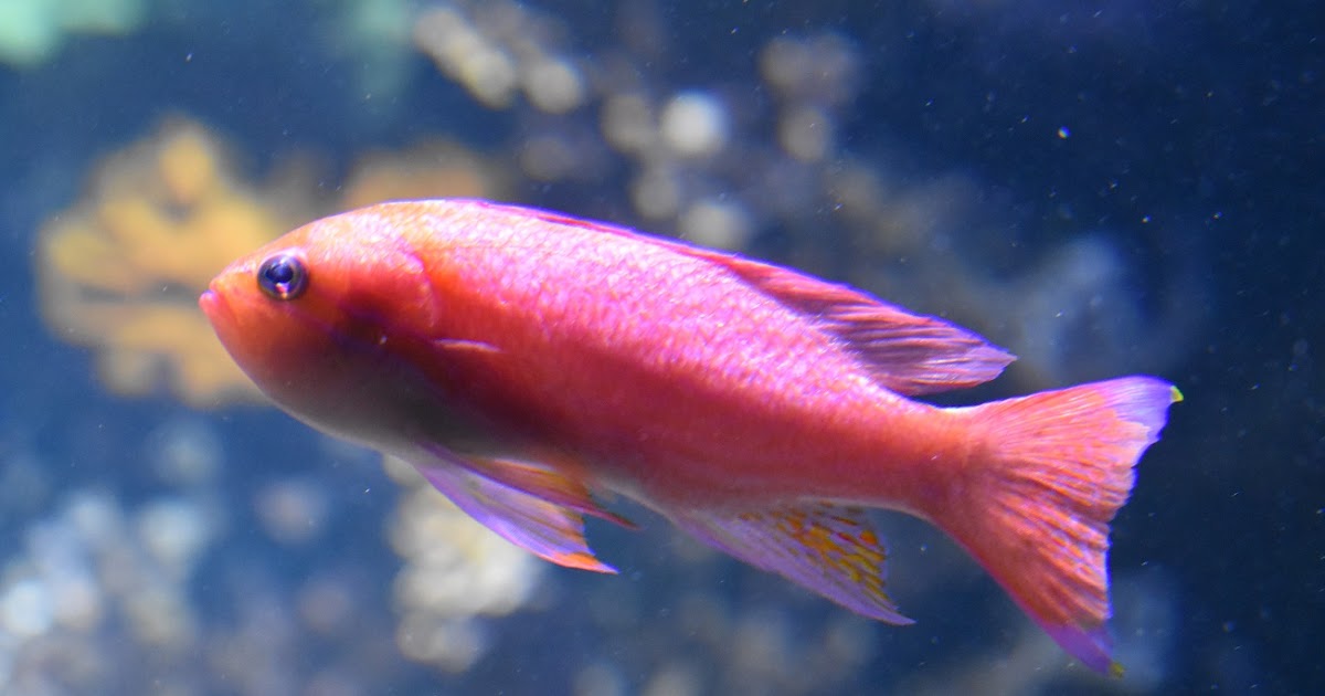 ZOOTOGRAFIANDO (6.100 ANIMALS): ANTIAS DE COLA AMARILLA DE DOS PUNTOS ...