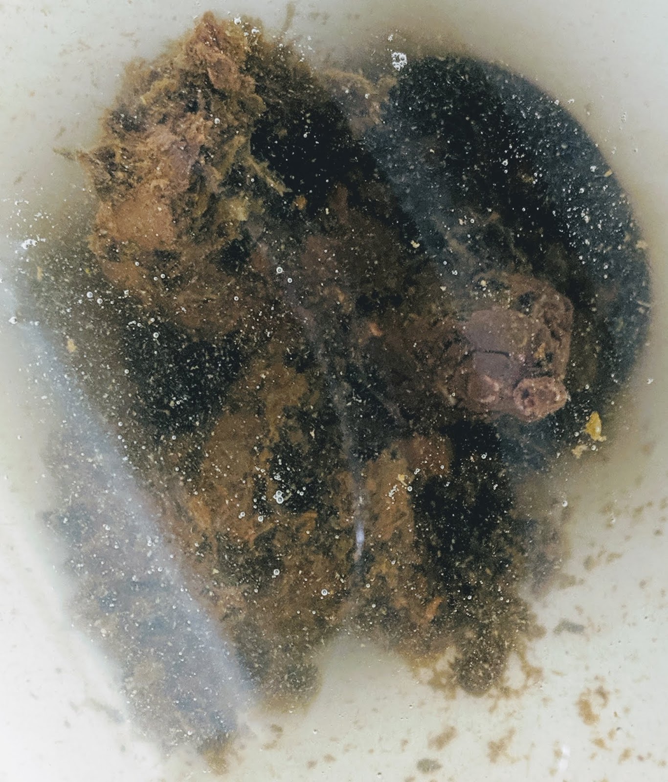 My Daily Poo: September 2019