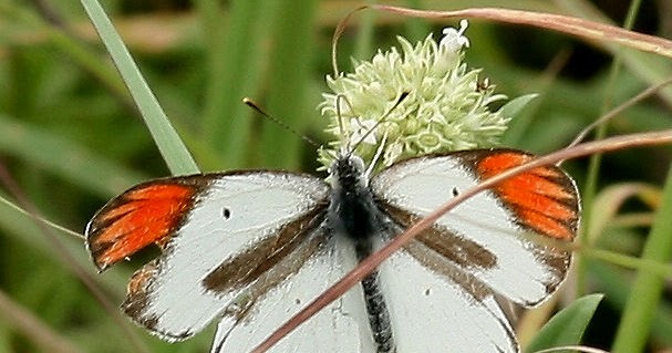 South African Photographs: Red Tip (Colotis antevippe gavisa)