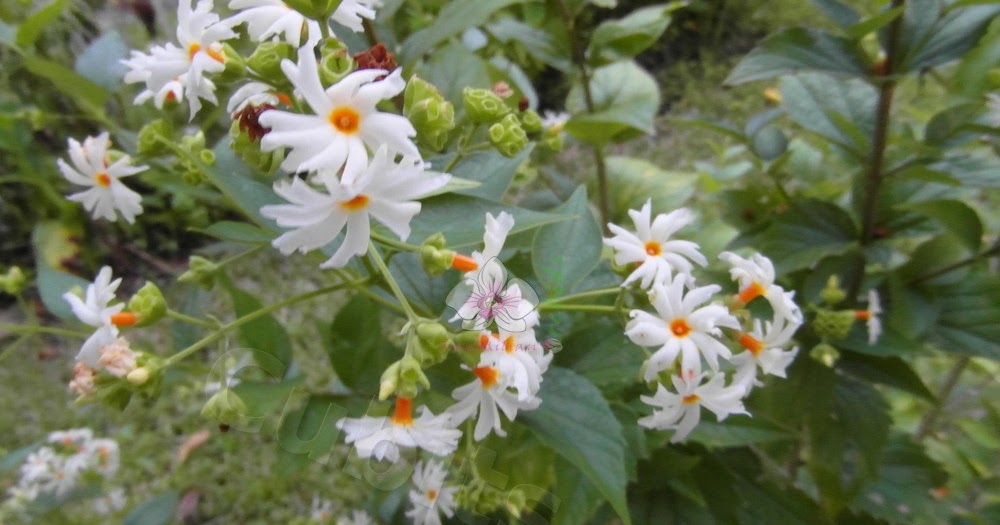 KHASIAT BUNGA KAHYANGAN SRIGADING UNTUK OBAT ~ KHASIAT DAN MANFAAT ...