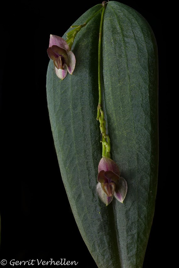 Lepanthes hymenoptera Luer & Hirtz