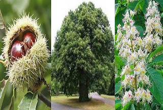 Castanul: Simboluri, superstiții, legende și beneficii pentru sănătate ...