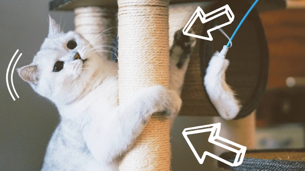 cara membuat garukan kucing (cat scratching post) untuk kucing ...