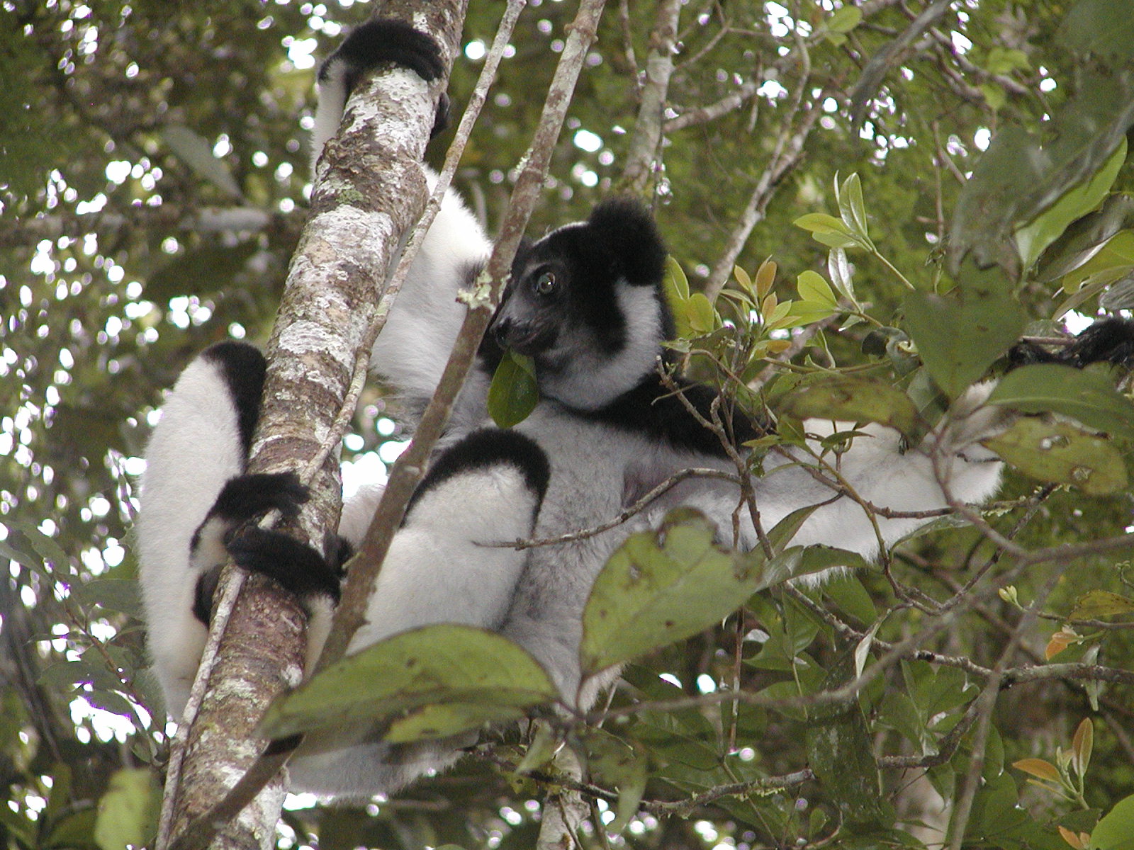 Indri | The Life of Animals