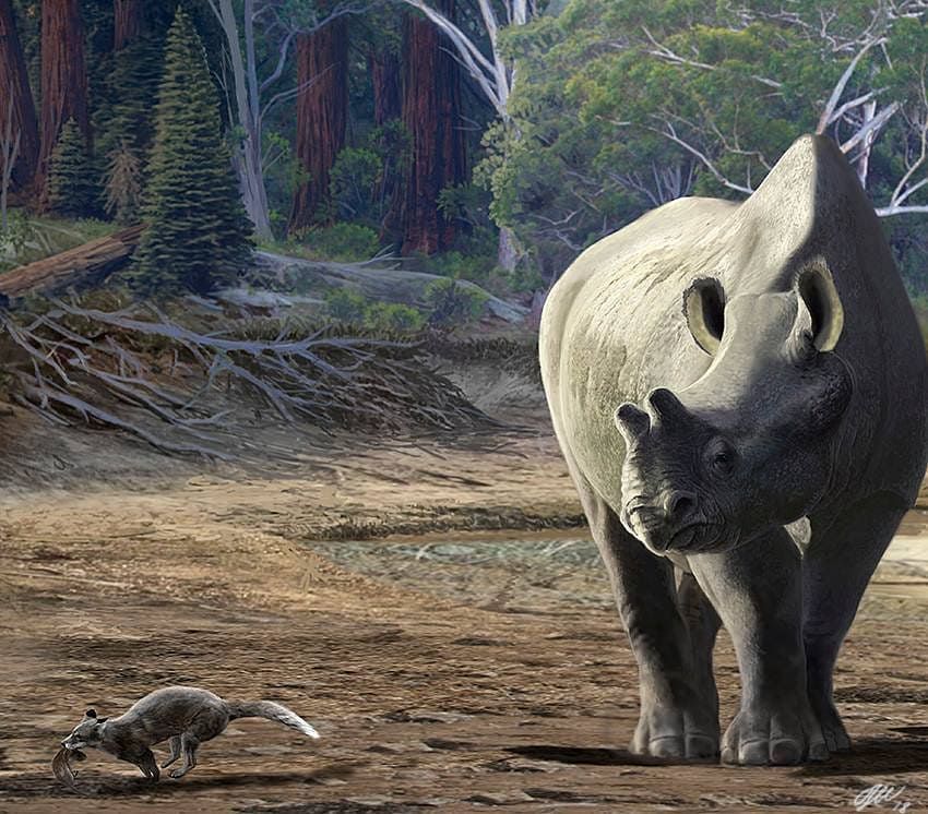 Mi blog: Galería de imágenes: Megacerops