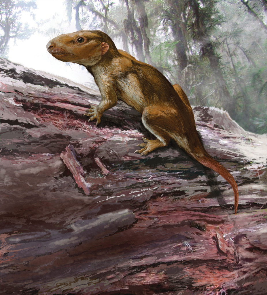 a mesozoic field guide: The Cynodonts