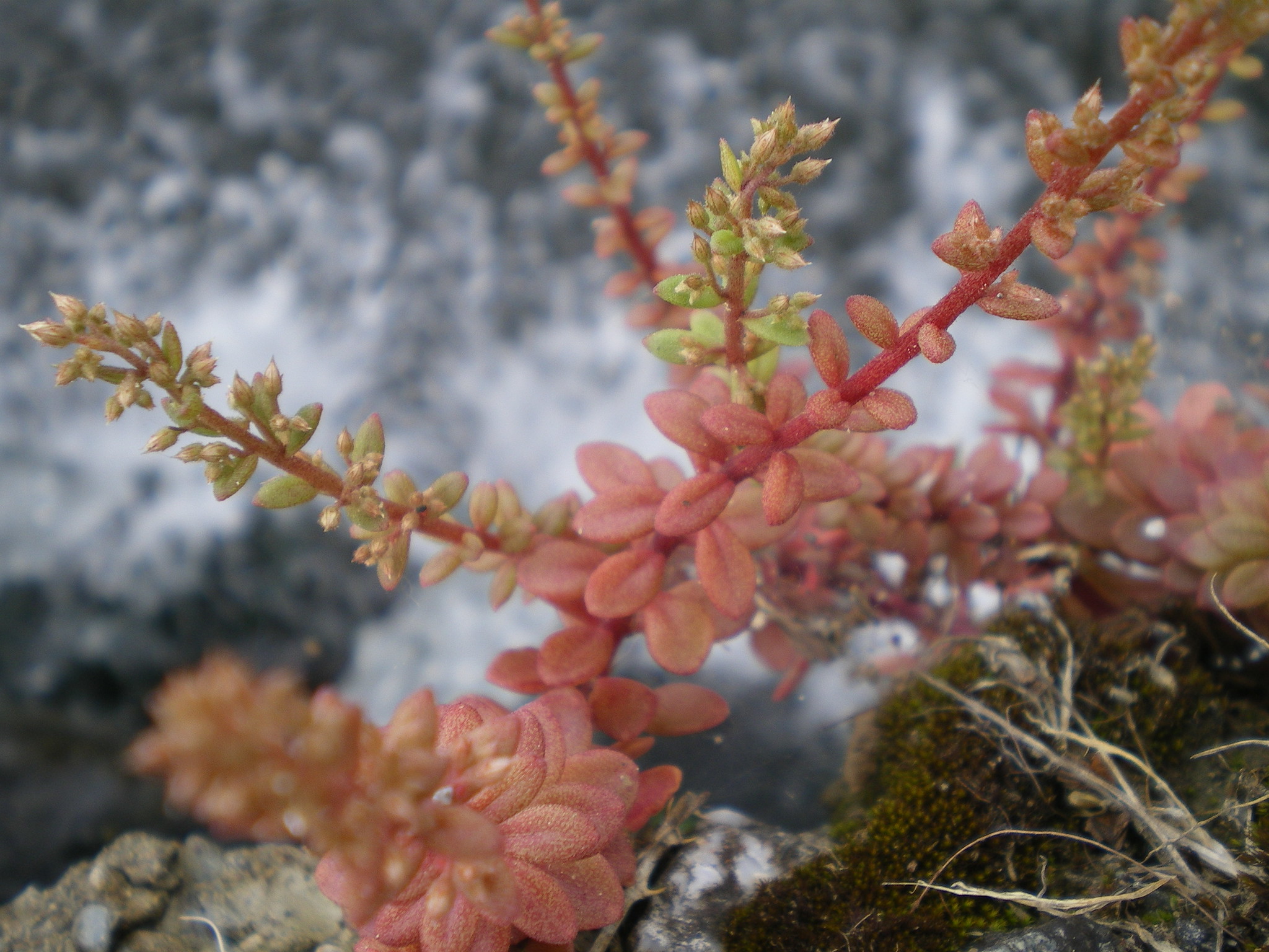 Sedum cepaea - Pink stonecrop care and culture | Travaldo's blog