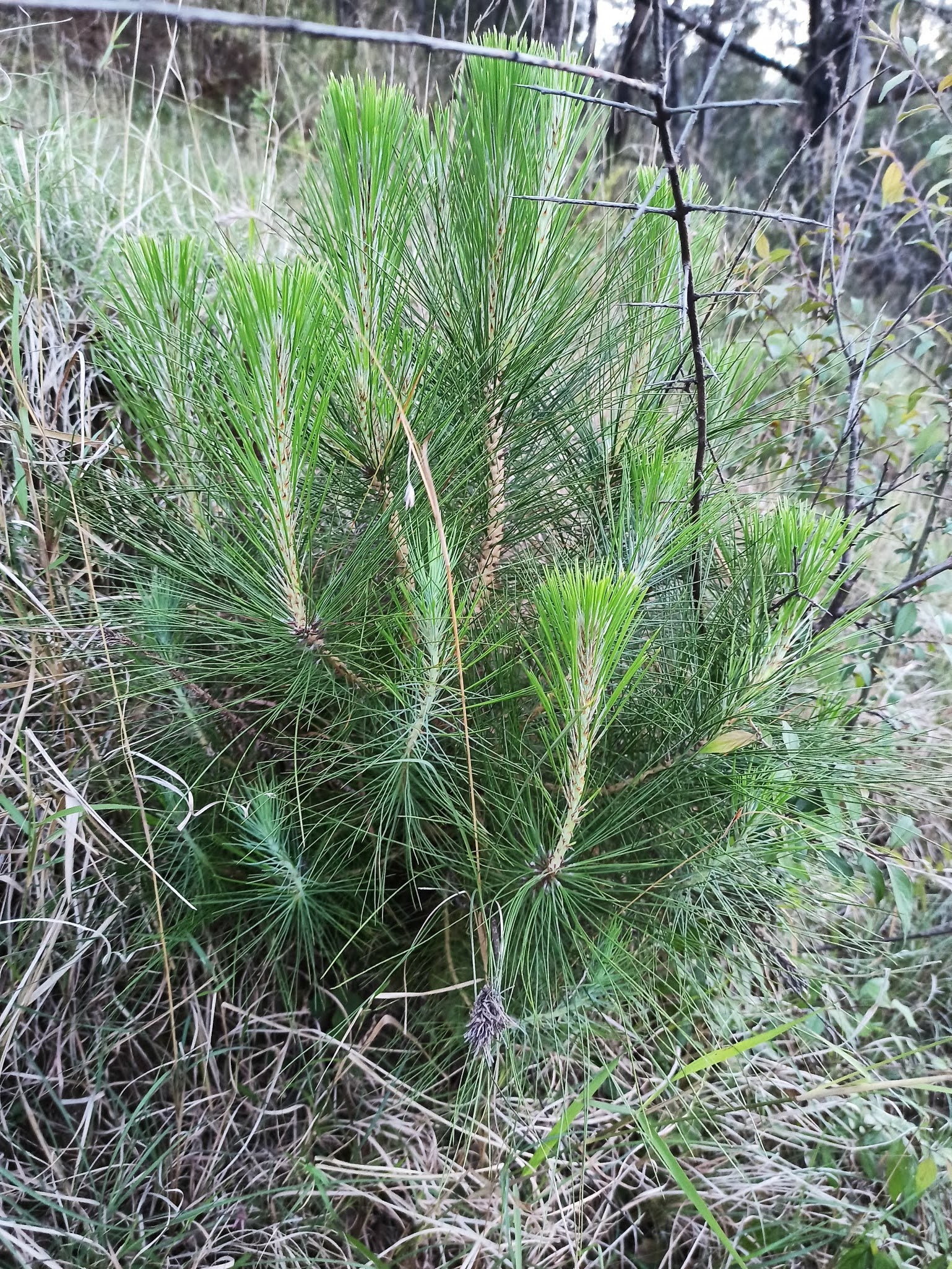 Instant Forestry - Forestry Mock Test: Indigenous Pines of India