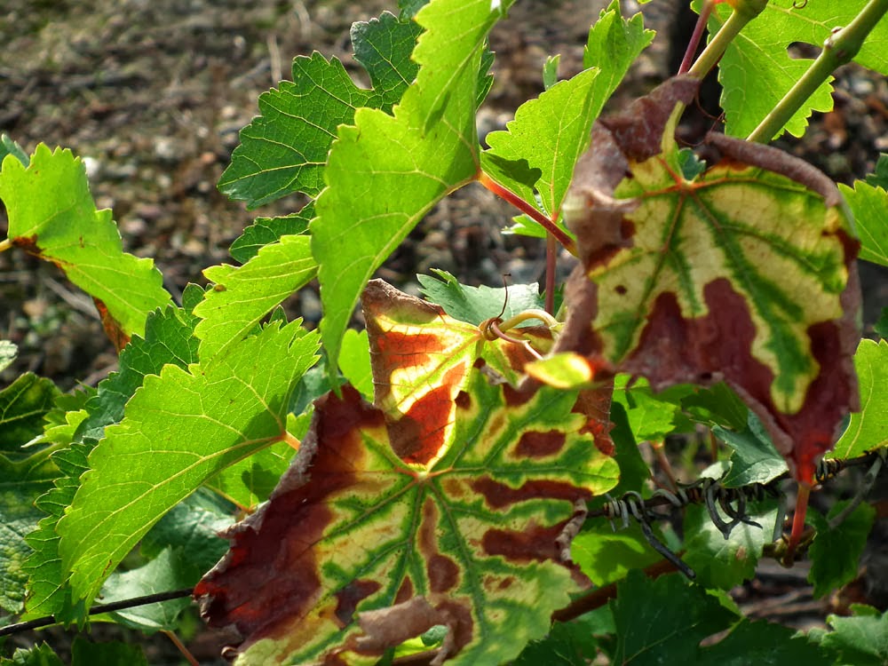 Days on the Claise: Vines with Esca