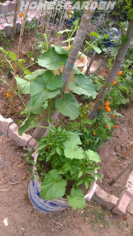 How to Grow Organic Cucumbers in containers