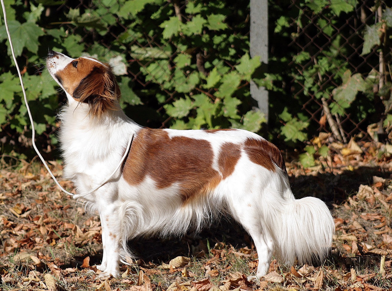 PsieLobby: Kooiker Suczki