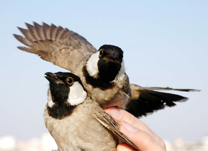 Cara Budidaya Burung Kutilang Terbaru dan Terlengkap | DUNIA,SATWA,PIAK