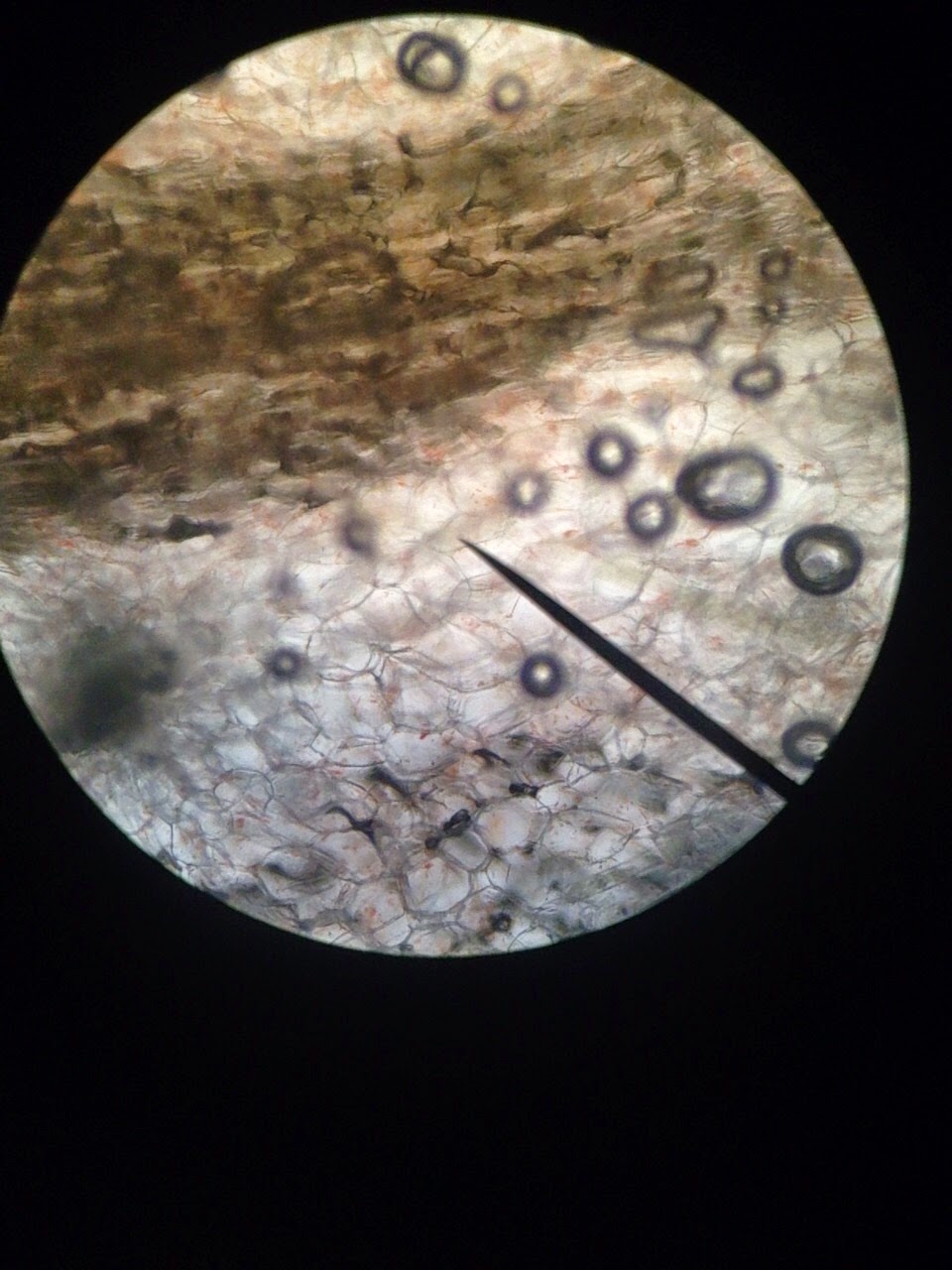 Science-lab: L:19 Observation of starch granules, micro-organism