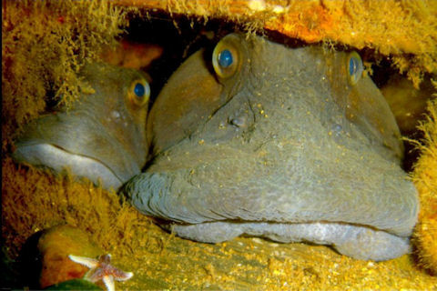 From the Rivers: Life as a fisheries biologist: Frankenfish