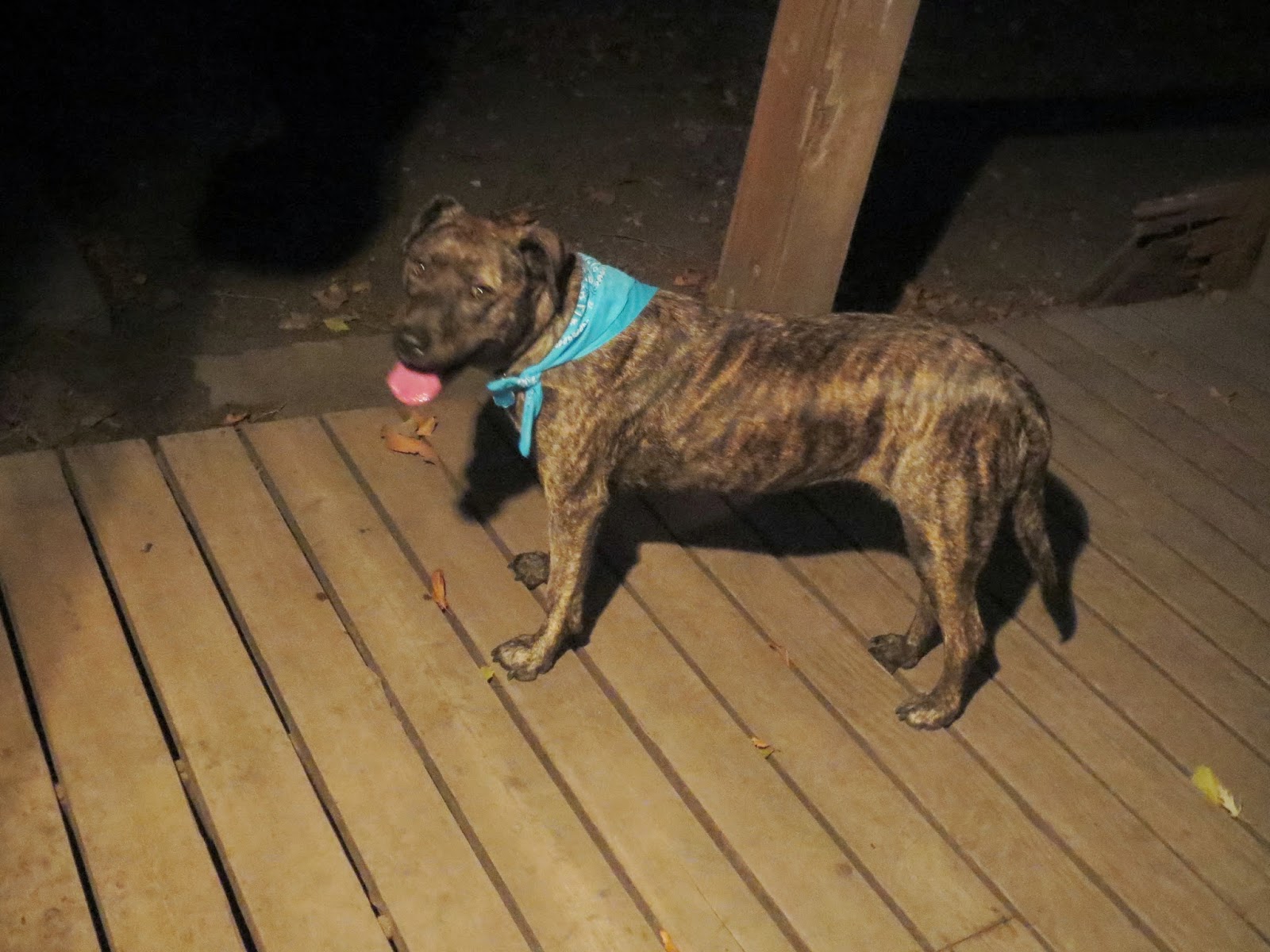 Molly the Dog