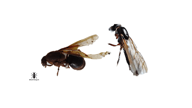 Chicatanas | hormigas-ants mexicanas - Blog Tema Hormiga