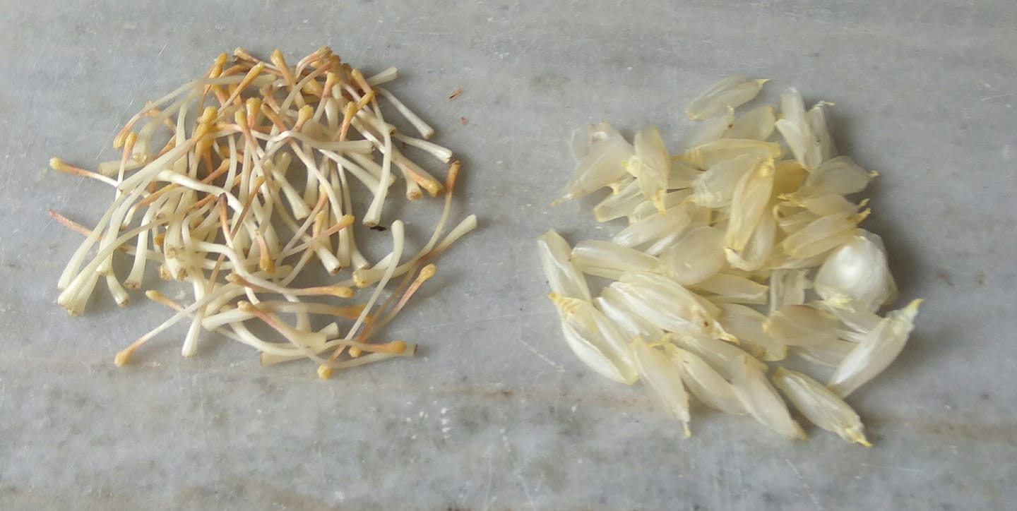 Cooking With Geetha: Bondi Phulla Polo / Banana Flower Florets Dosa ...