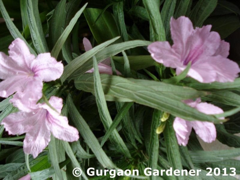 Gurgaon Gardener: Summer Sizzlers — 1. Dwarf Mexican Petunia (Katie)