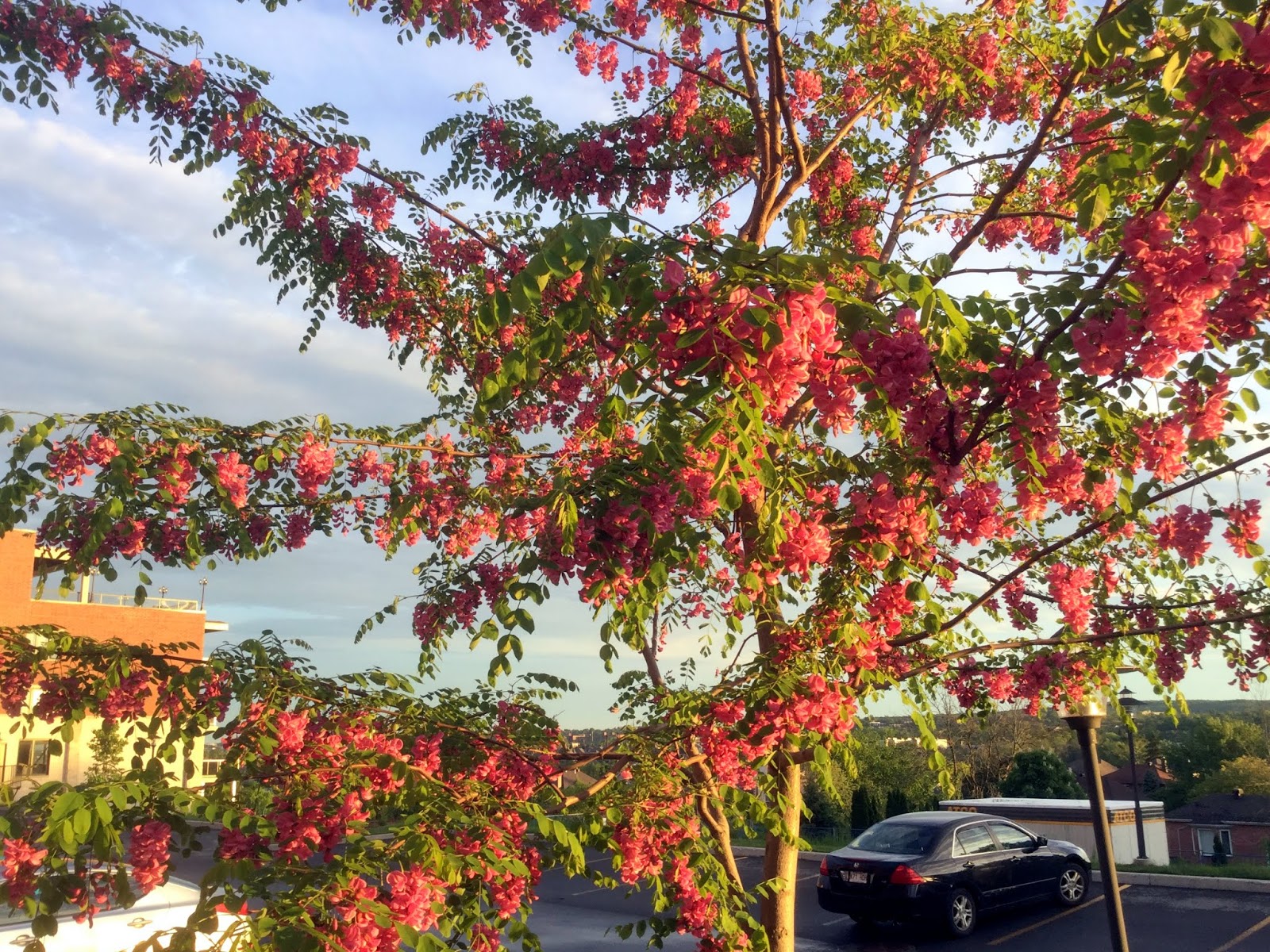 Zigzag de photos: Arbre aux fleurs rouges
