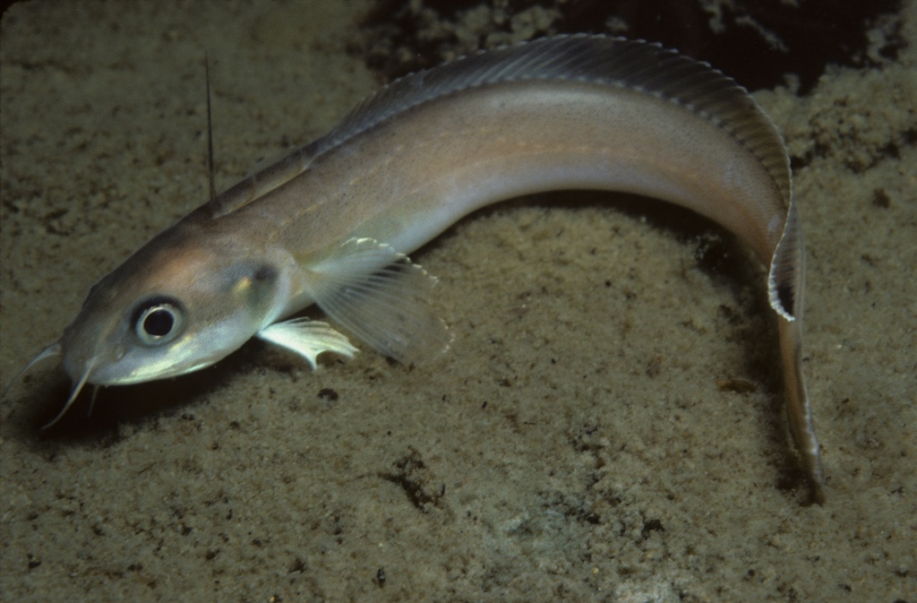 Econ Analysis Tools: List of popular fish