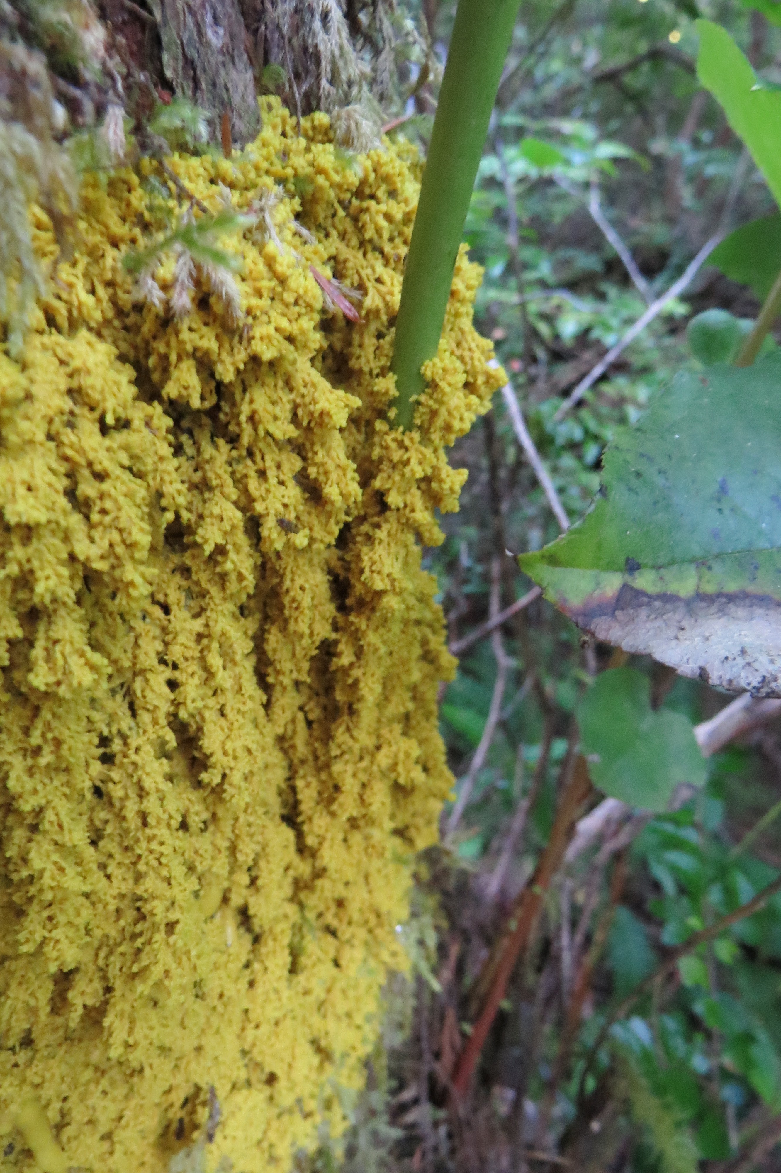 Slime mold Andi talks to Nina