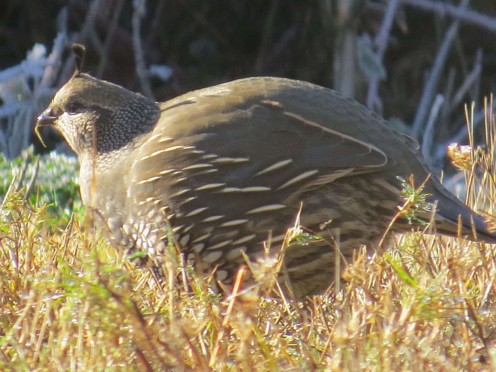 Garden Grumbles and Cross Stitch Fumbles: A Turkey and Quail