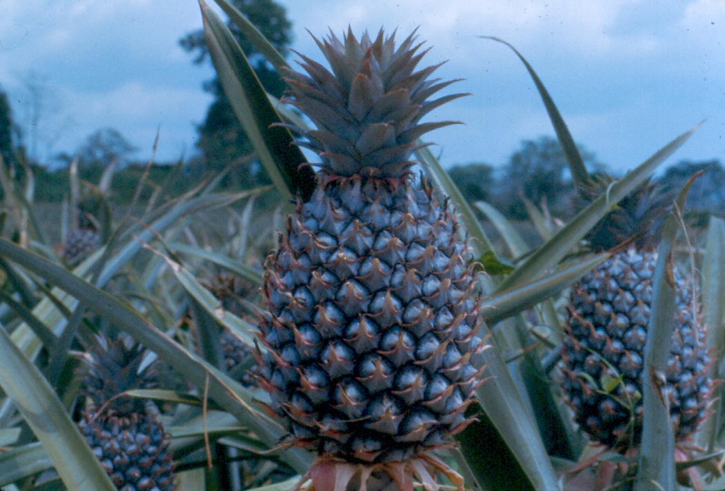 AFRICA (ovvero il mal d' Africa): Ananas