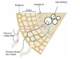 Fisiologia Vegetal: Água no Sistema Solo-Planta-Atmosfera