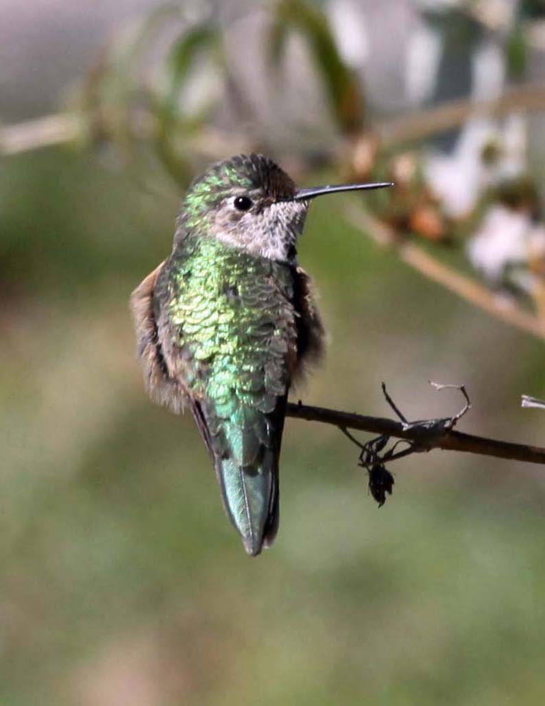 Chris's 2012 Bird-a-Day Blog: March 6 - Broad-tailed Hummingbird