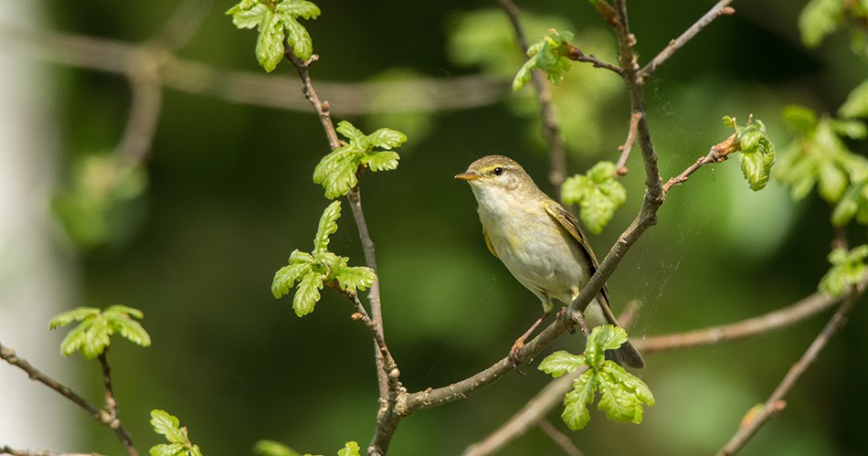 Foture: Salu-lehelind, Phylloscopus trochilus