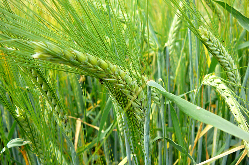 Maqôr Hayim: Quelles sont les cinq espèces de céréale inclues dans le ...