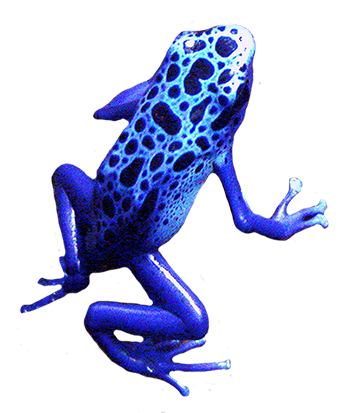 Rã-dardo-venenosa-azul (Dendrobatidae)