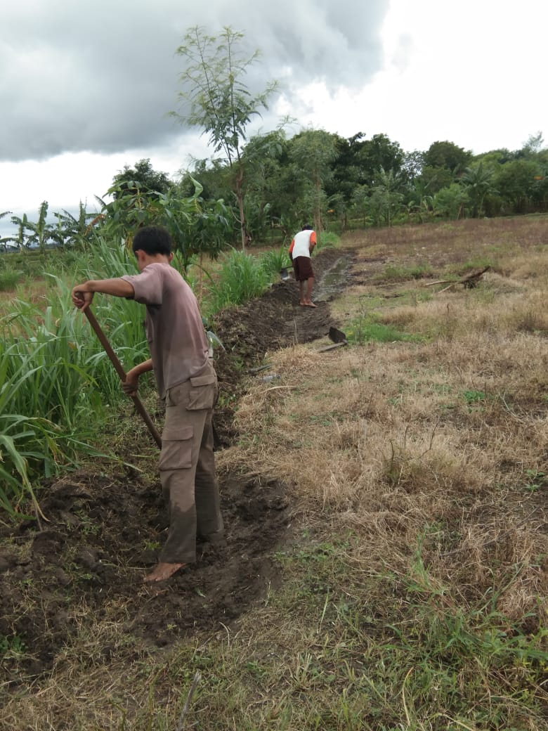 10 Cara Menanam Padi Sawah Tadah Hujan - IDNFARMERS
