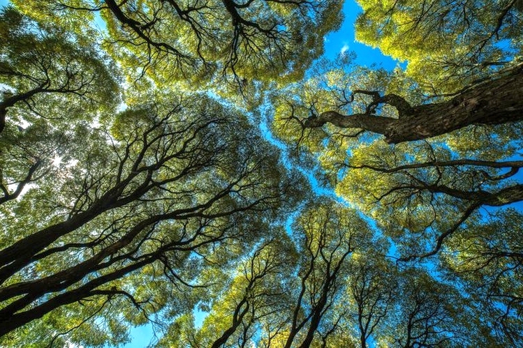 Pengertian Ekosistem Adalah : Definisi, Komponen dan Jenis-Jenis ...