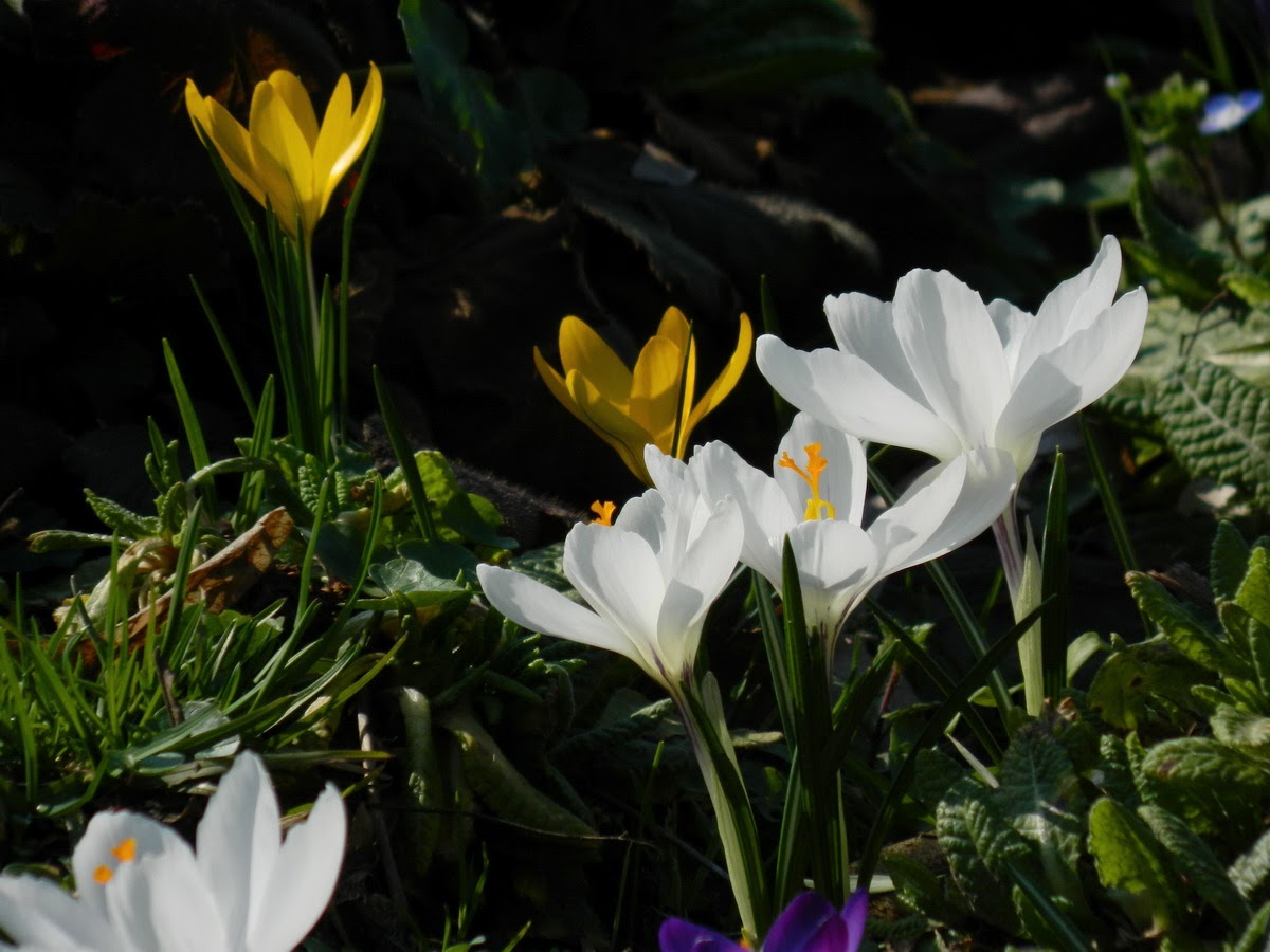 LA MULTI ANI, ROMANIA!: Branduse