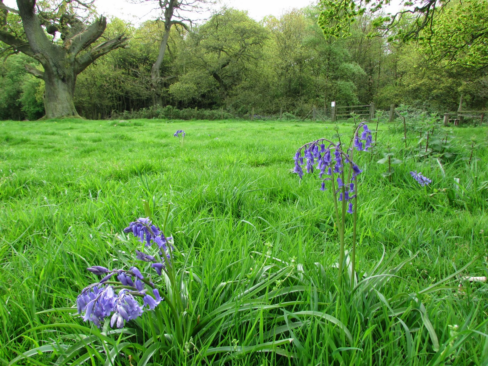 Wild at Hull: Burton Bushes bluebells