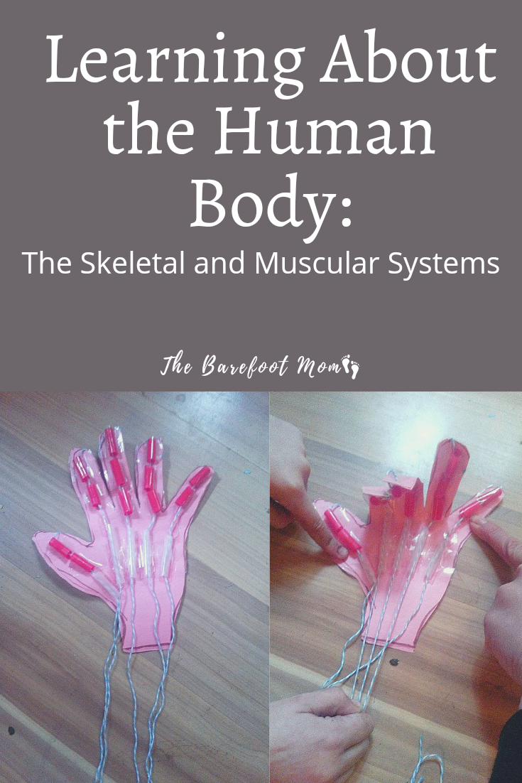 Learning About The Human Body Part 1: The Skeletal And Muscular Systems