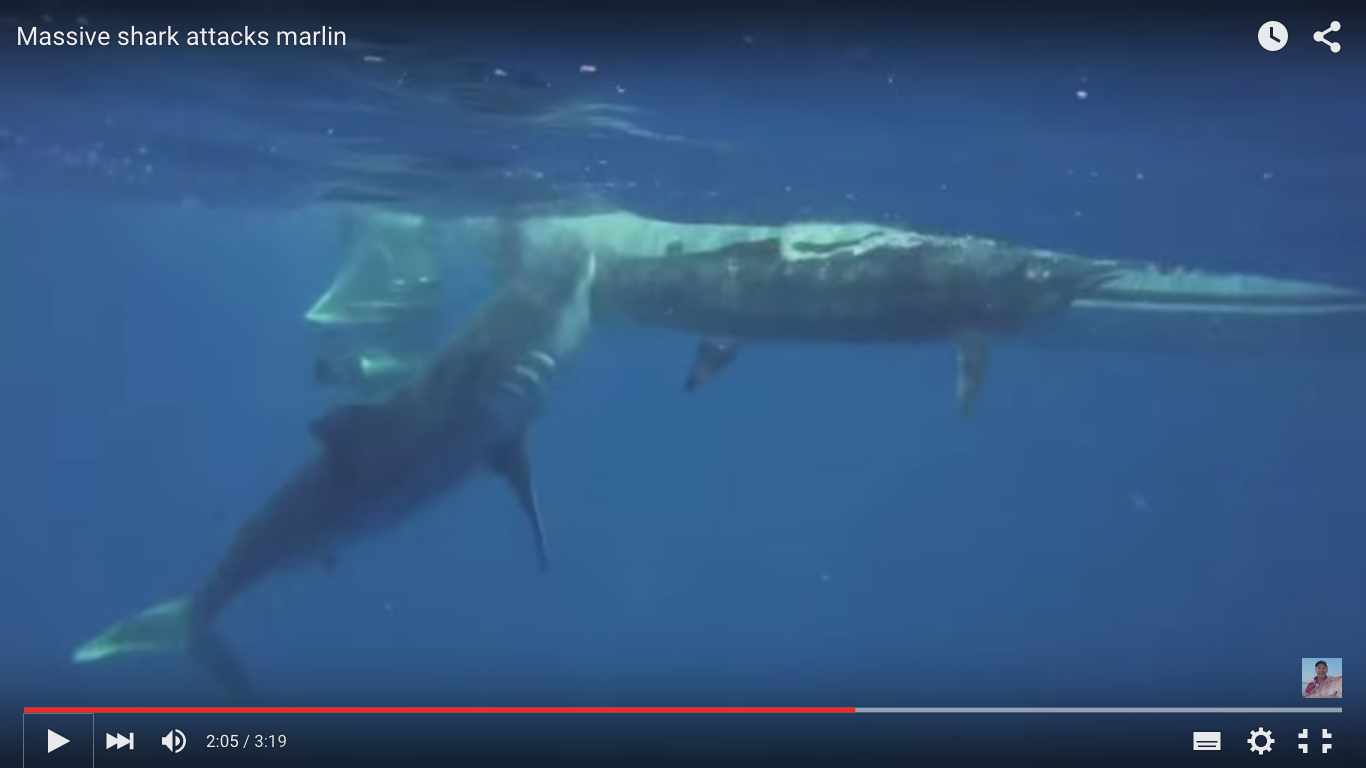 Fishing Diving: Diver Films As Massive Mako Shark Attacks A Marlin Boat ...