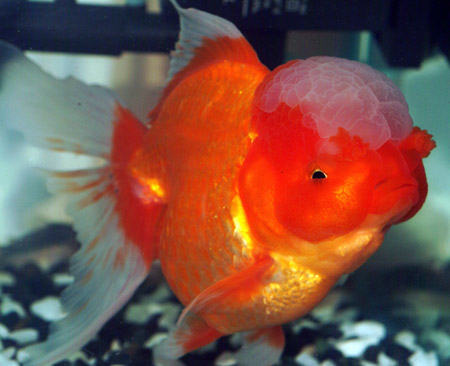 Ikan Mas Koki Oranda | Akuarium Mas Koki